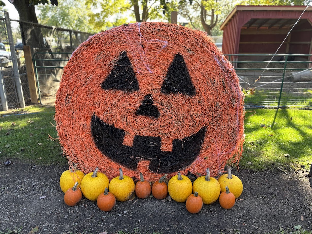 Pumpkinville @ Happy Rolph's Animal Farm | loveSTC - Tourism St. Catharines