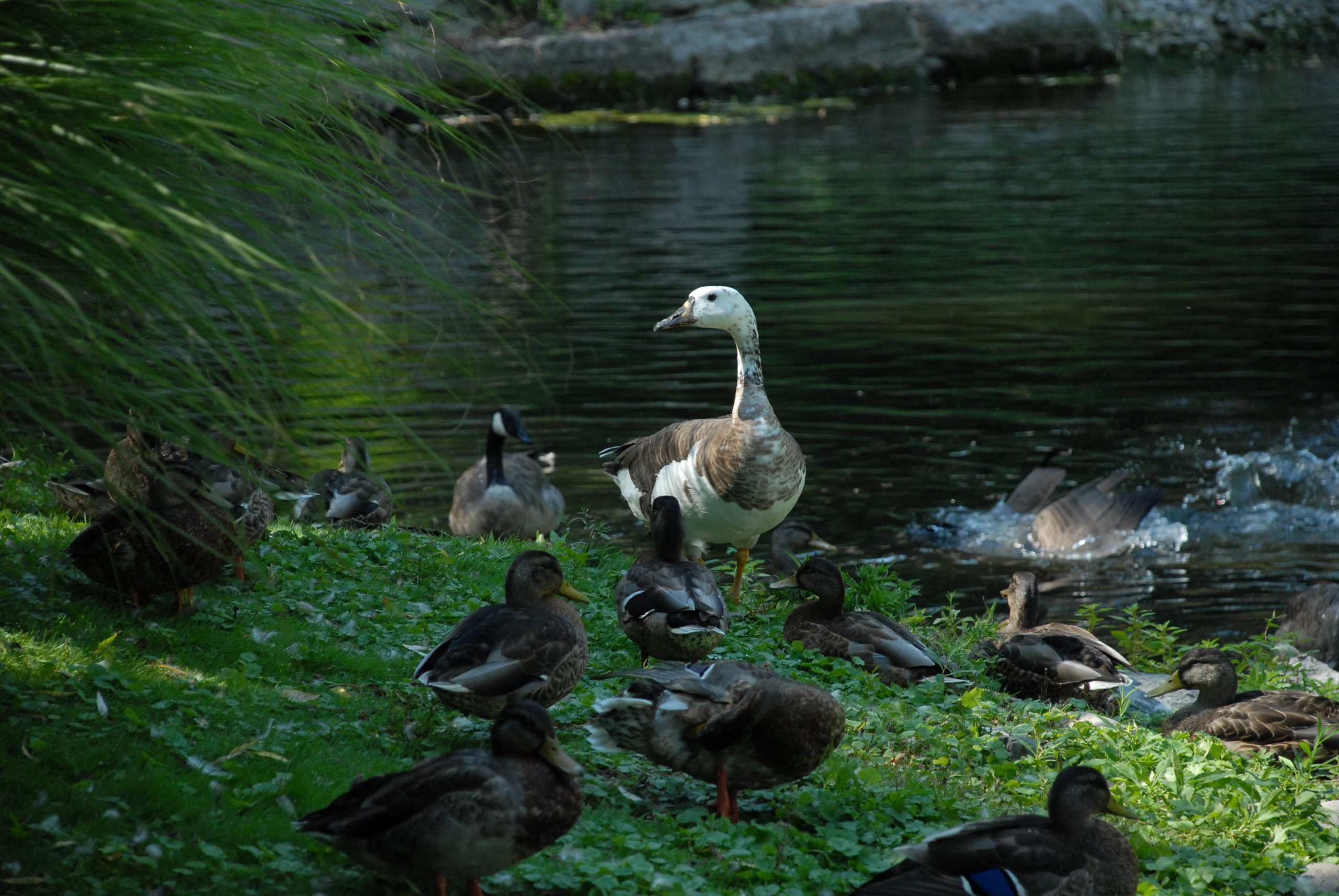 Happy Rolph’s Animal Farm | loveSTC - Tourism St. Catharines