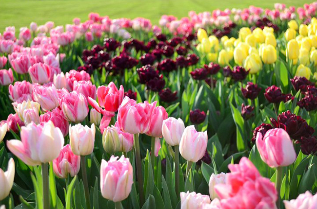 Don't miss out on these magical Niagara tulip farms | loveSTC - Tourism ...